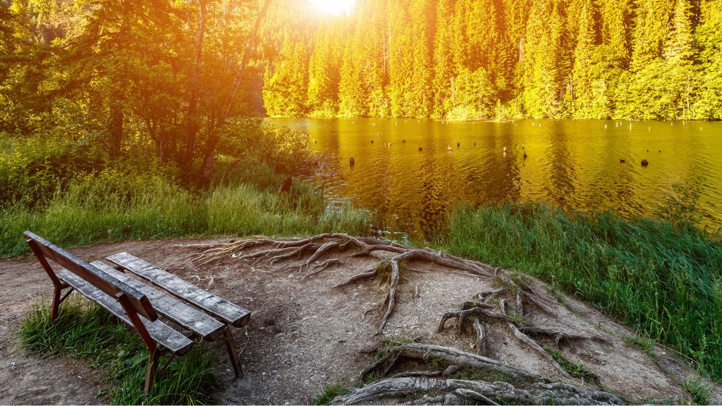 Natural Shoreline | Love Your Lake