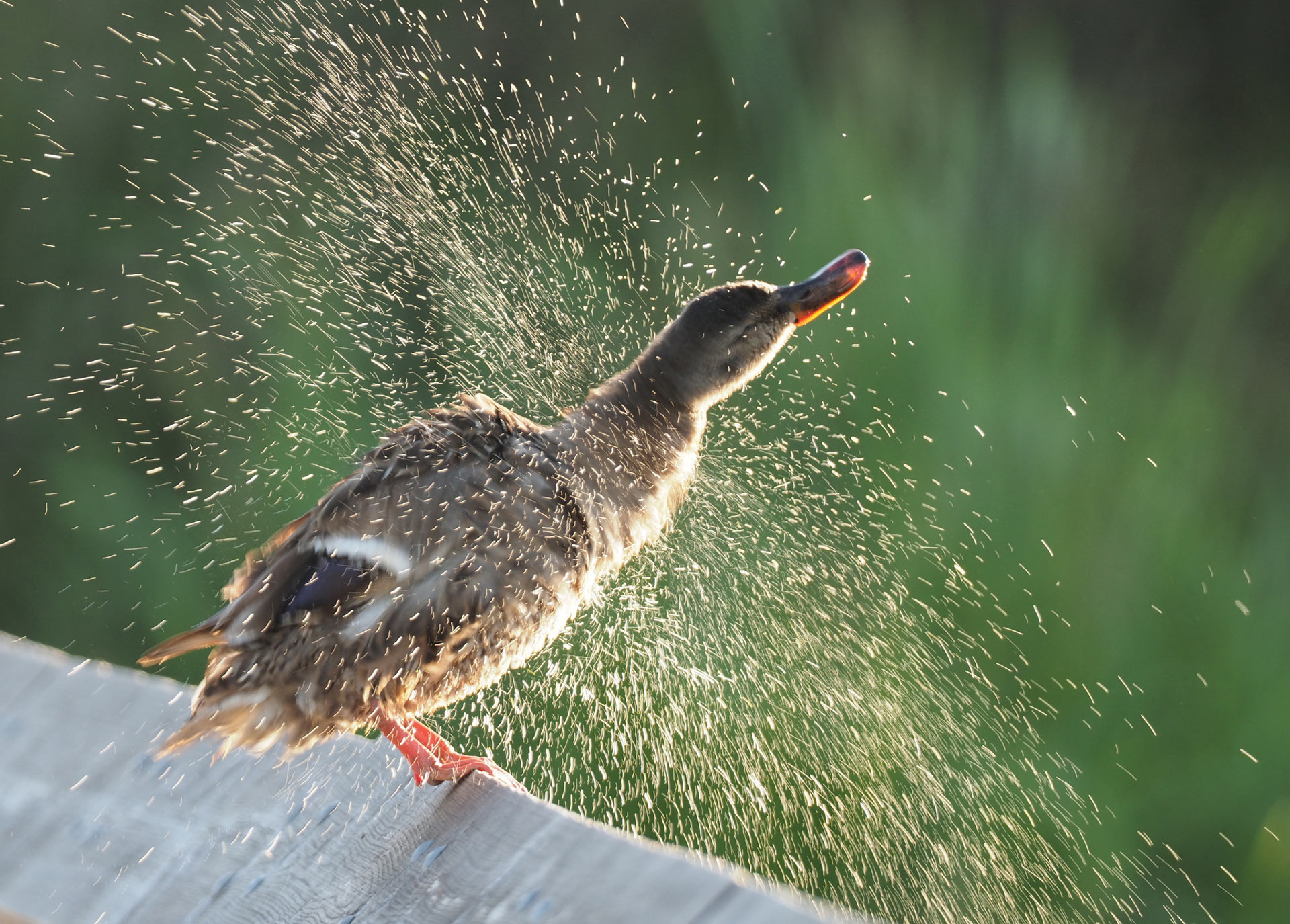 Is it OK to bathe in the lake? | Love Your Lake