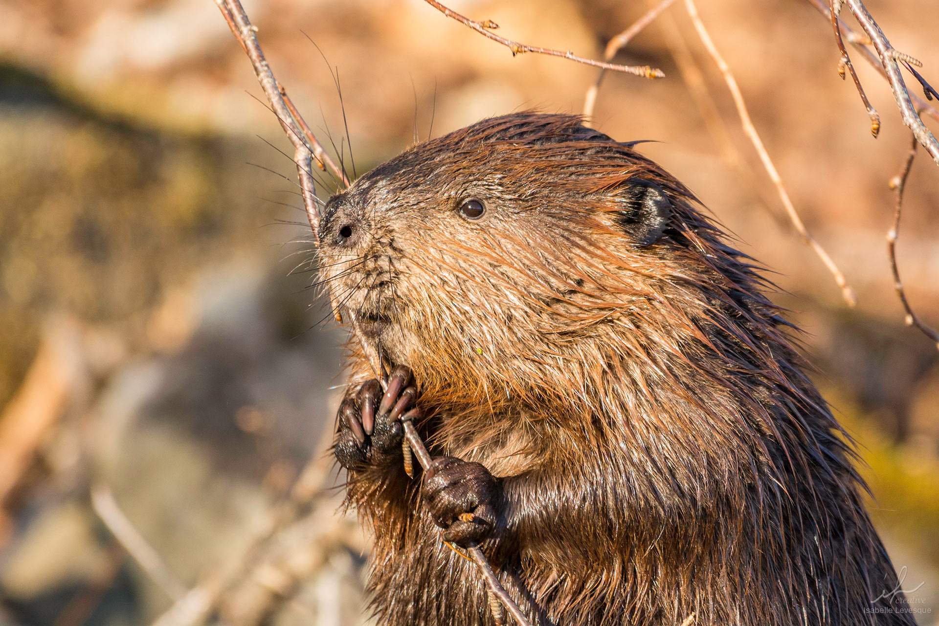 Wrap It Up: Protecting Trees and Shrubs from Beavers | Love Your Lake